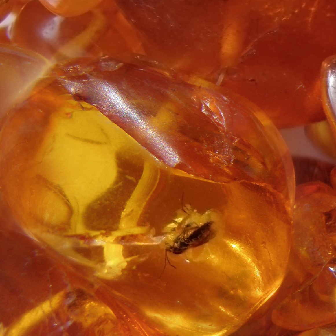 The essence of the sun: Amber – Flora Jewels